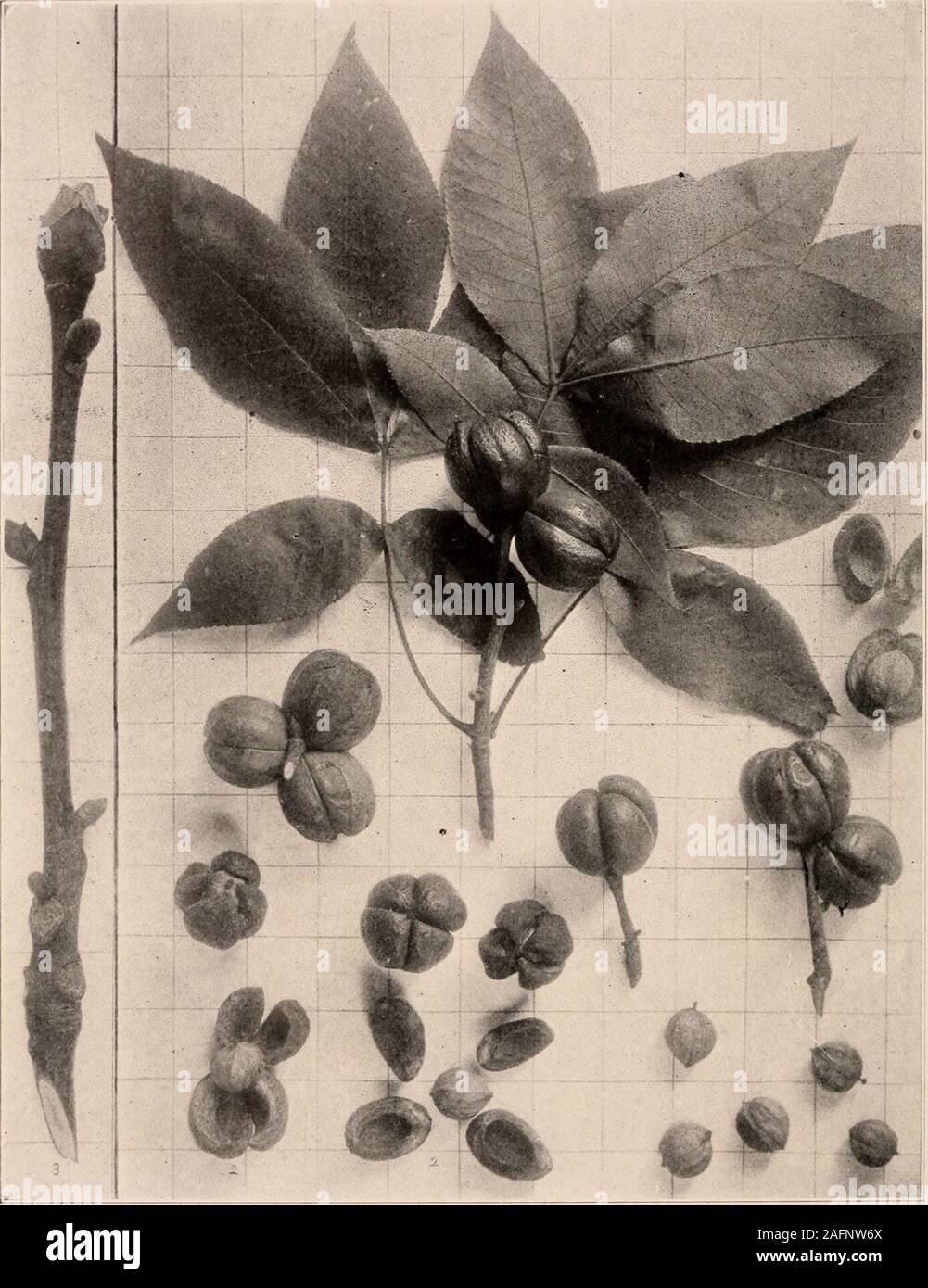 Mature shag hi-res stock photography and images - Alamy