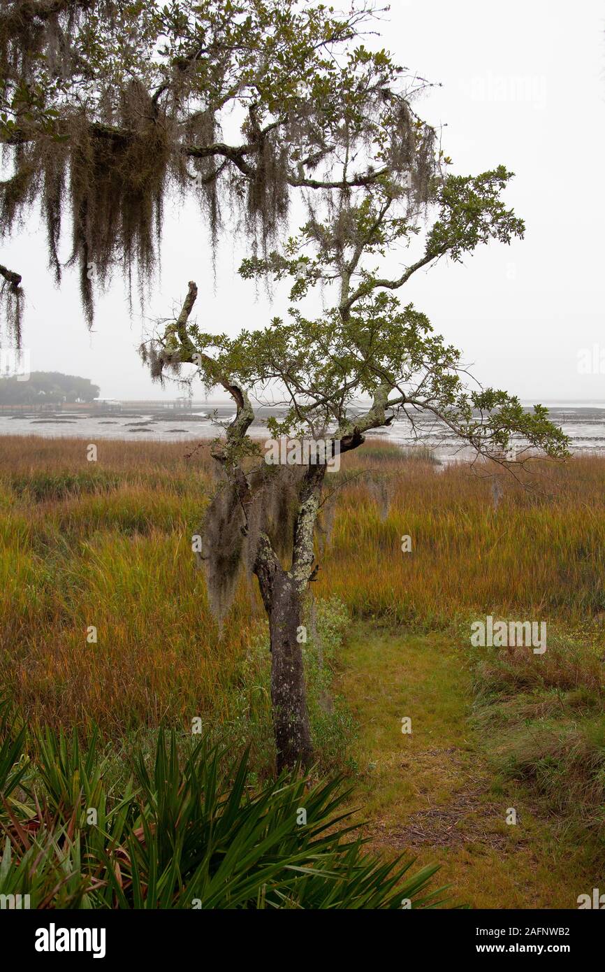 Salt marsh estuary at low tide on Amelia Island, in Nassau County ...