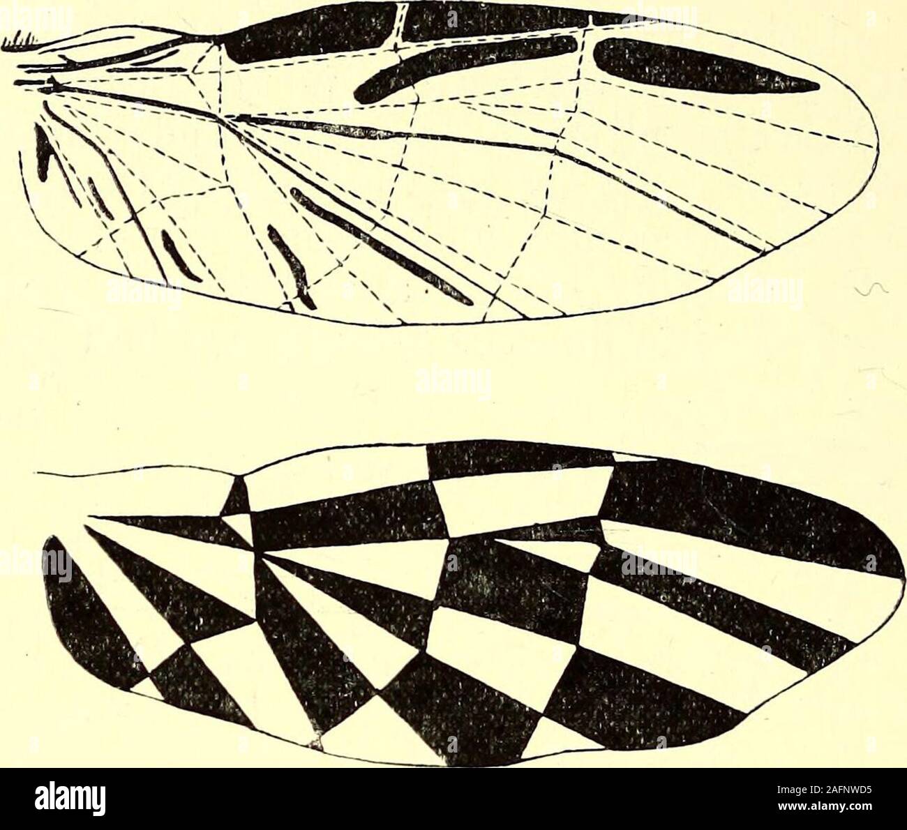 Wing folds hi-res stock photography and images - Alamy