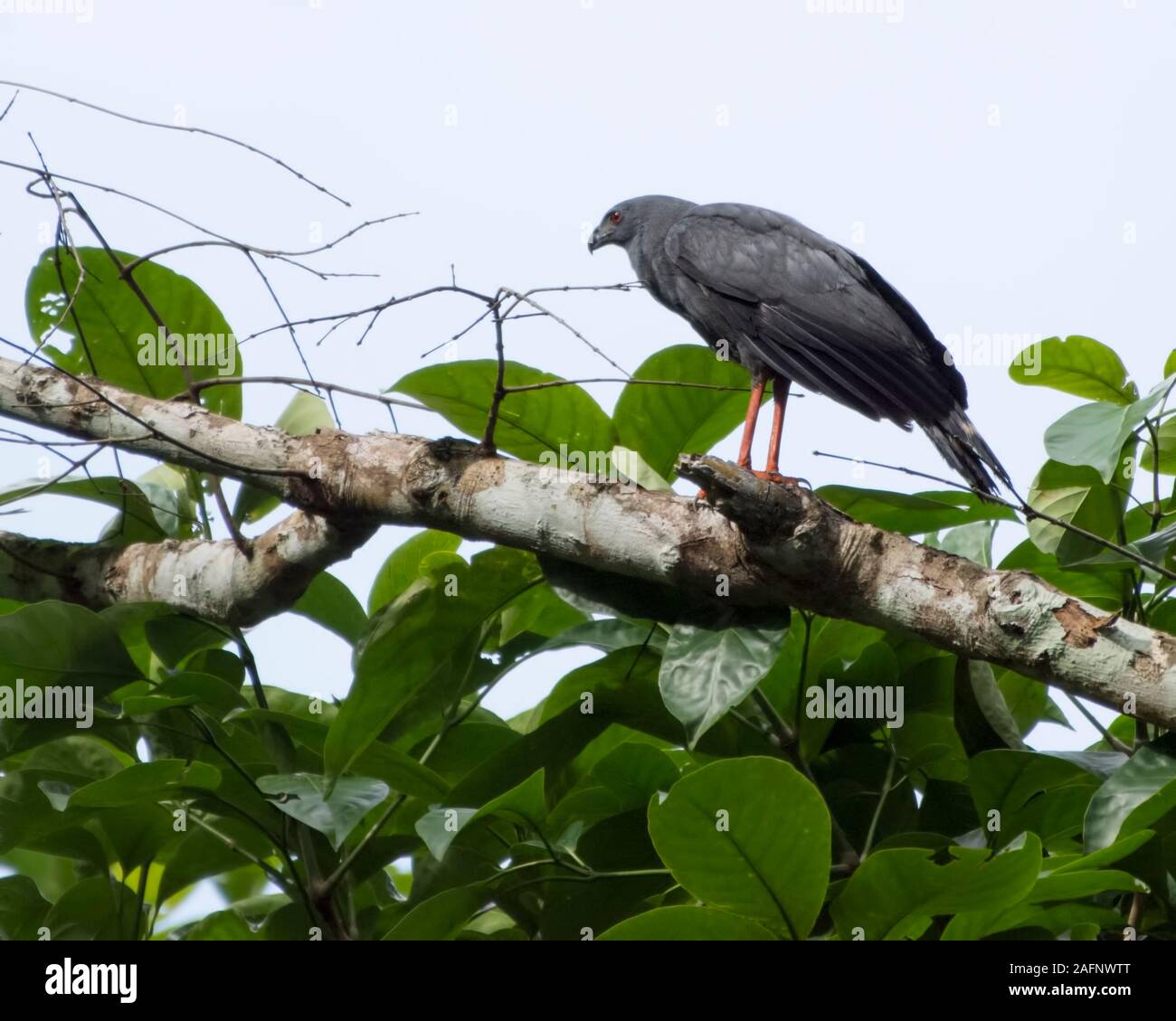 Crane Hawk (Geranospiza caerulescens) in Darien, Panama Stock Photo - Alamy