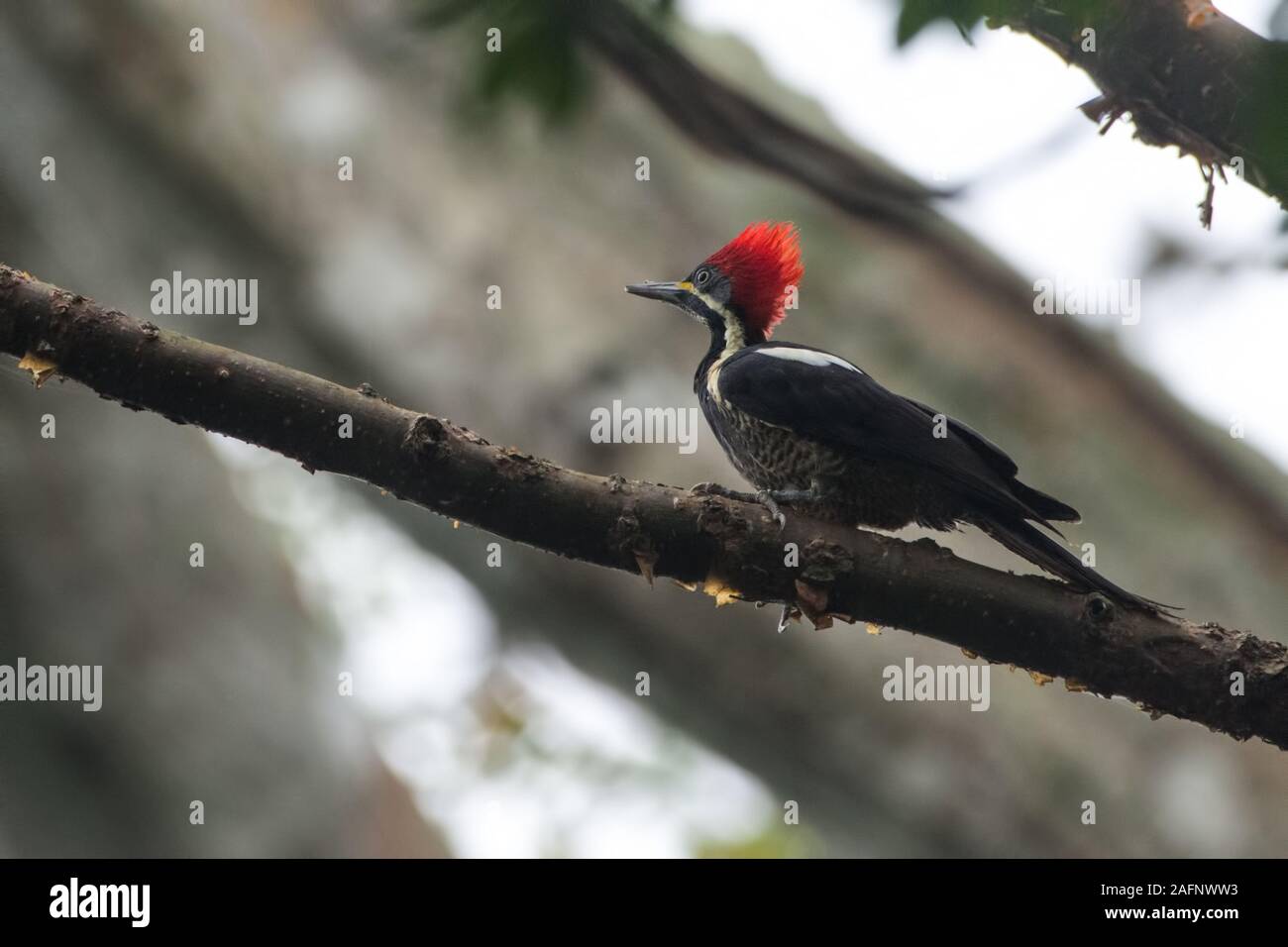 Female Lineated Woodpecker (Dryocopus lineatus) in the rainforest in ...