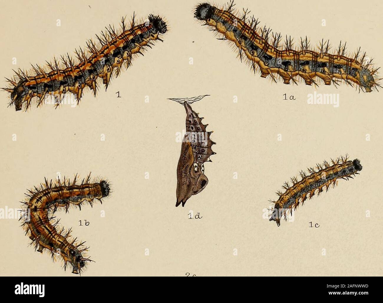 . The larvæ of the British butterflies and moths. ±6b 2c Stock Photo ...