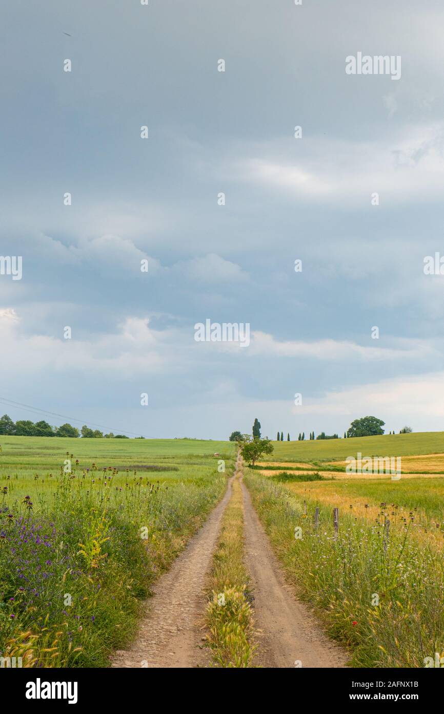 A road in Tuscany center Italy inside the italian countryside with ...