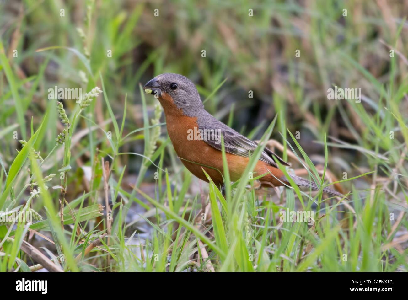 Ruddy-breasted Seedeater (Sporophila minuta) in Darien, Panama Stock ...