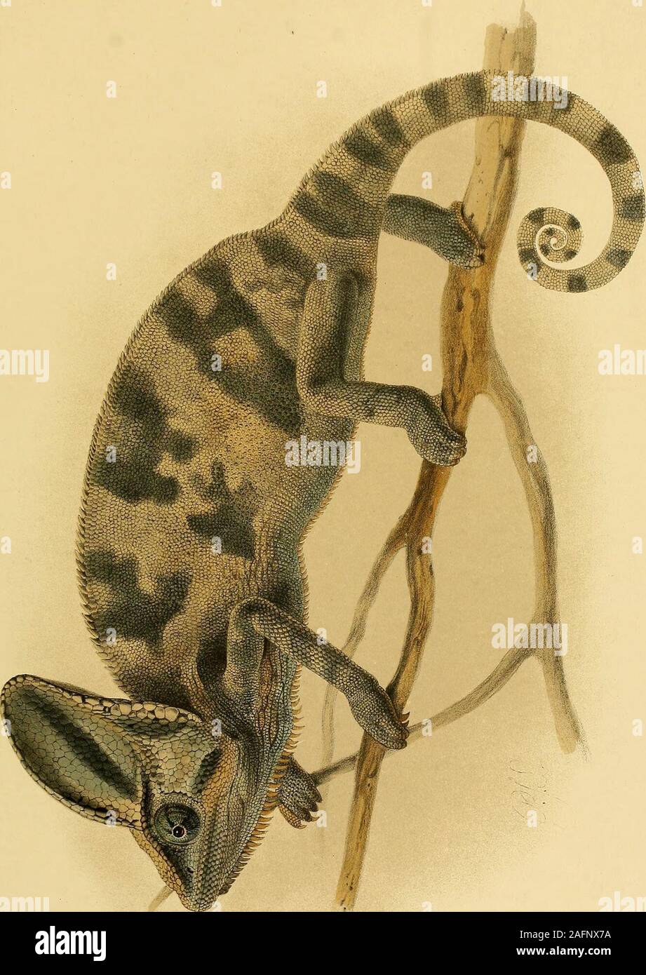 . Zoology of Egypt. dorsal ridge of large, conical, backwardly pointed ...