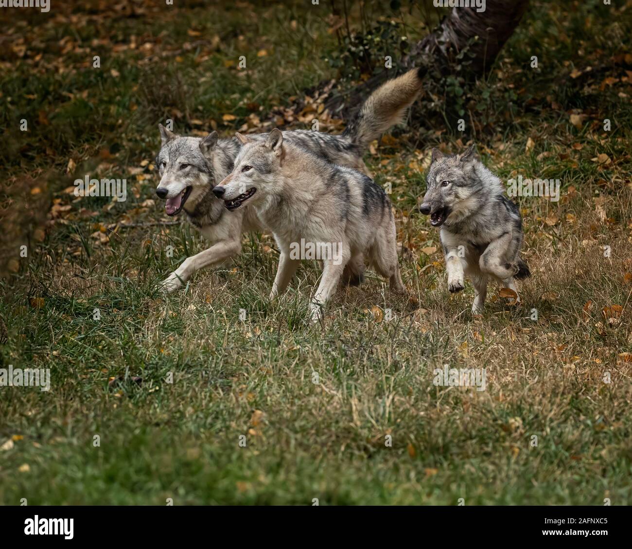 Wolf howl fall hi-res stock photography and images - Alamy
