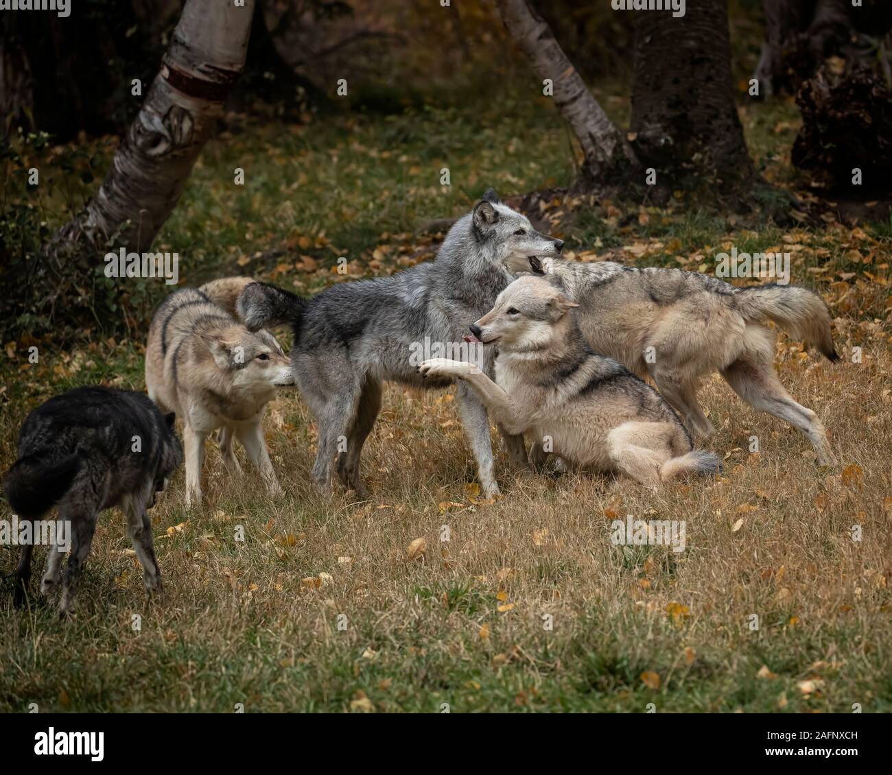 Wolf pack alpha female hi-res stock photography and images - Alamy
