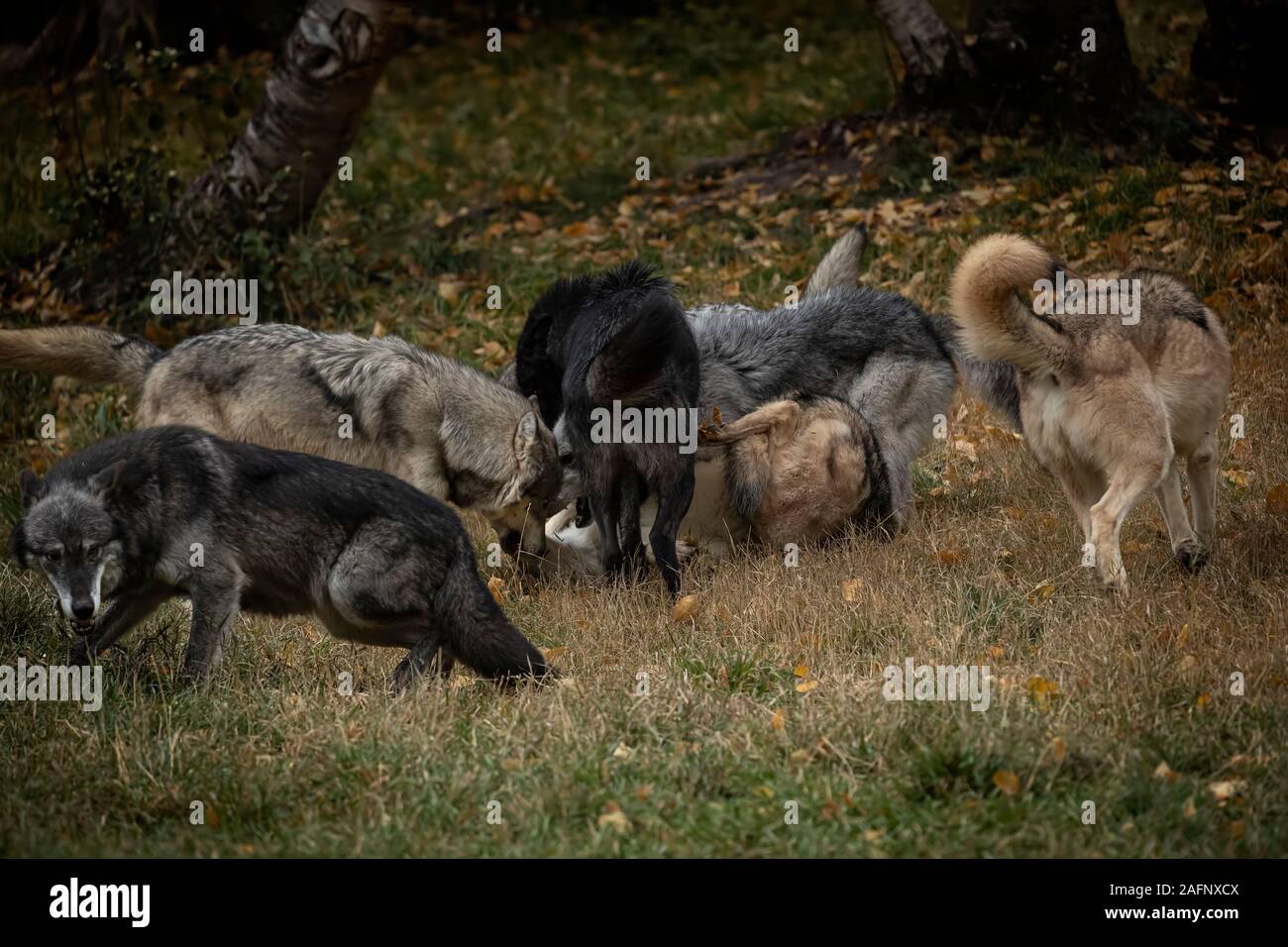 Wolf Pack With Alpha Male High Resolution Stock Photography and Images ...