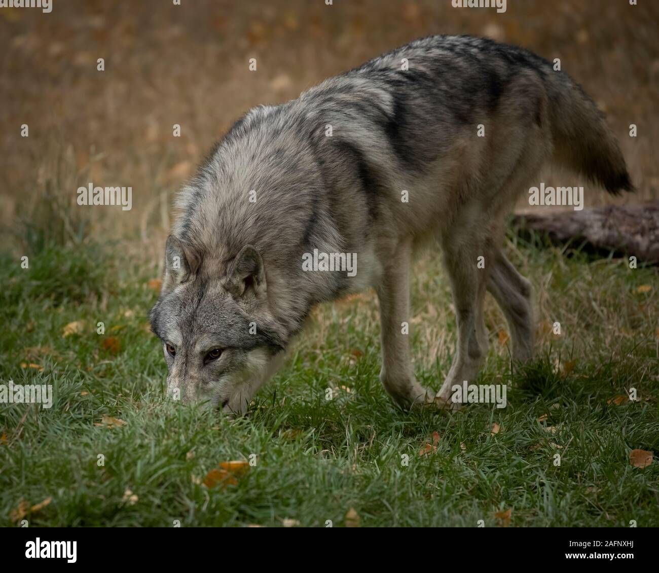 Wolf pack in fall colors Stock Photo - Alamy