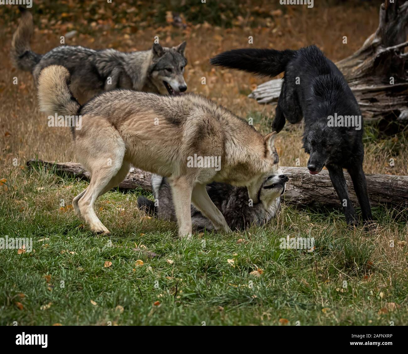 Wolf pack alpha female hi-res stock photography and images - Alamy