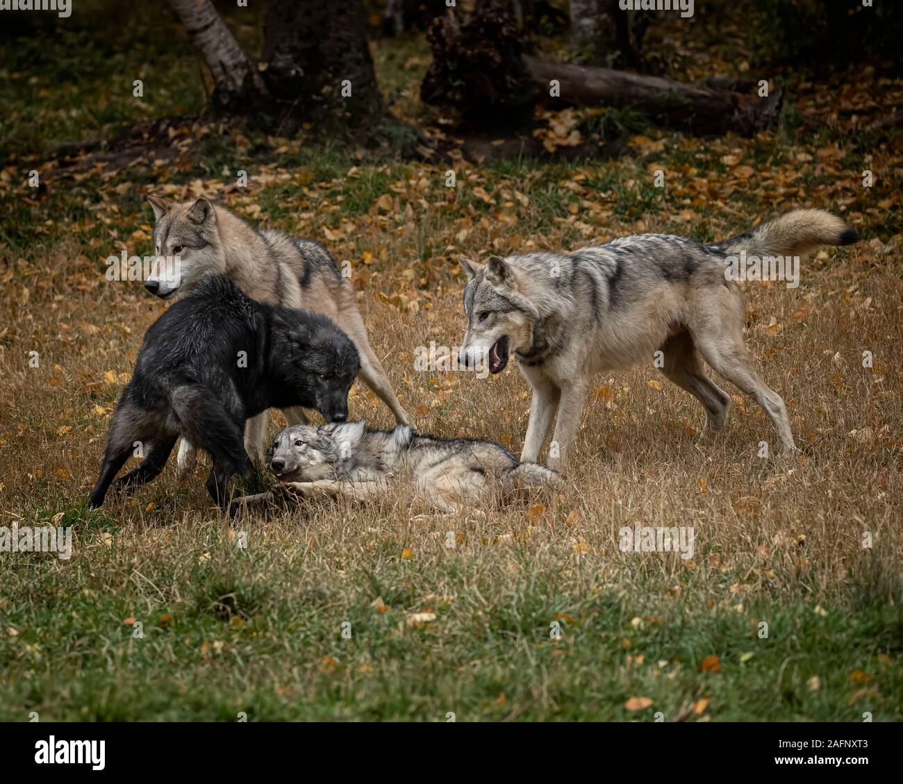 Wolf Pack With Alpha Male High Resolution Stock Photography and Images ...
