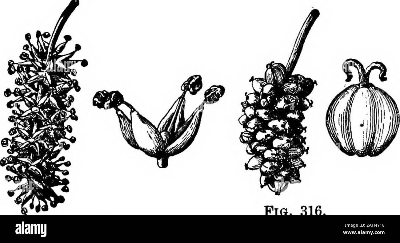 Inflorescence Catkin