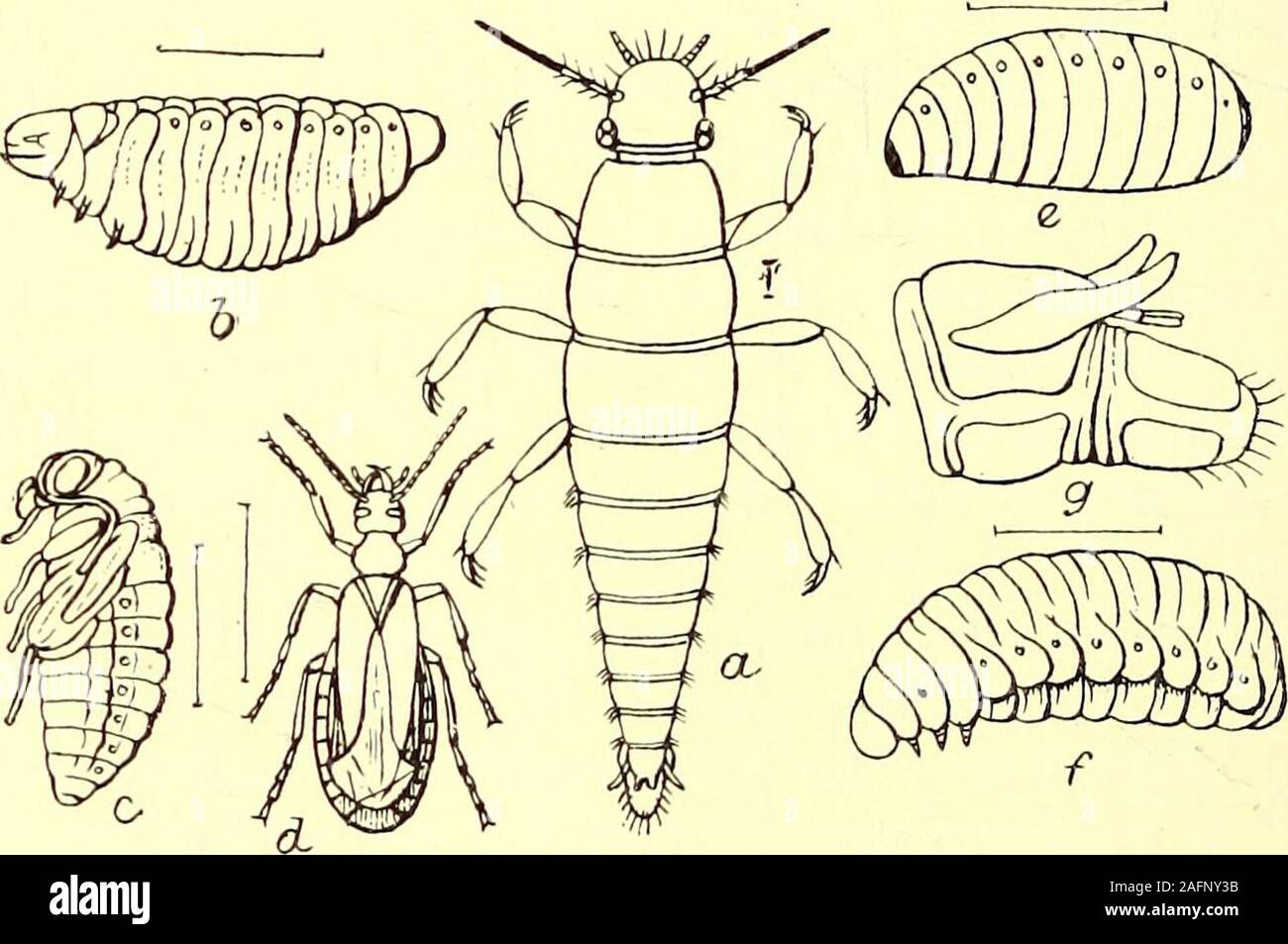 Certain beetles hi-res stock photography and images - Alamy