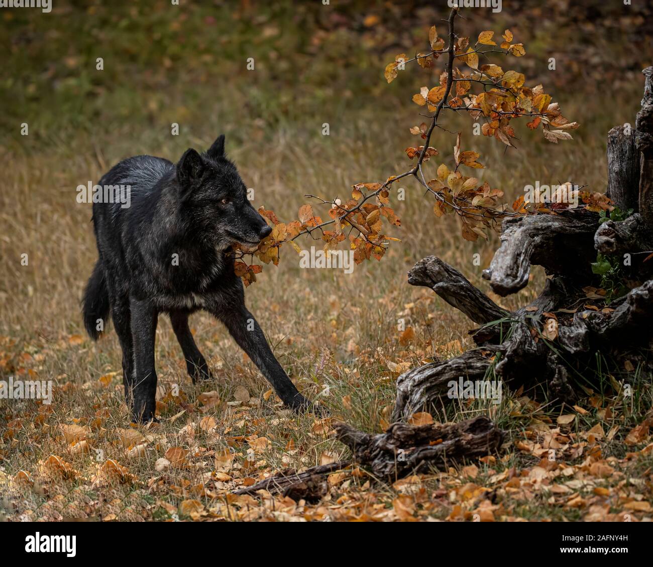 Wolf pack in fall colors Stock Photo - Alamy