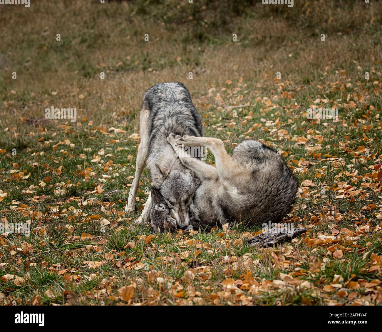 Wolf pack in fall colors Stock Photo - Alamy