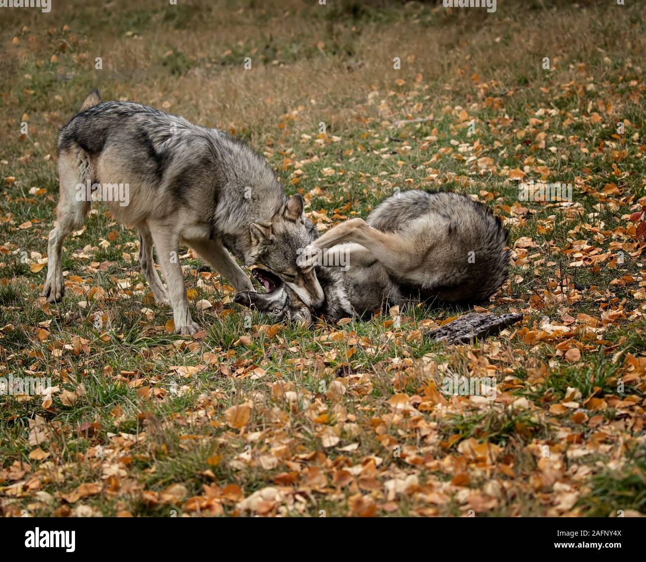 Wolf pack in fall colors Stock Photo - Alamy