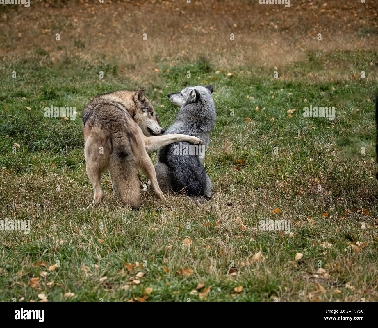 Wolf Pack With Alpha Male High Resolution Stock Photography and Images ...