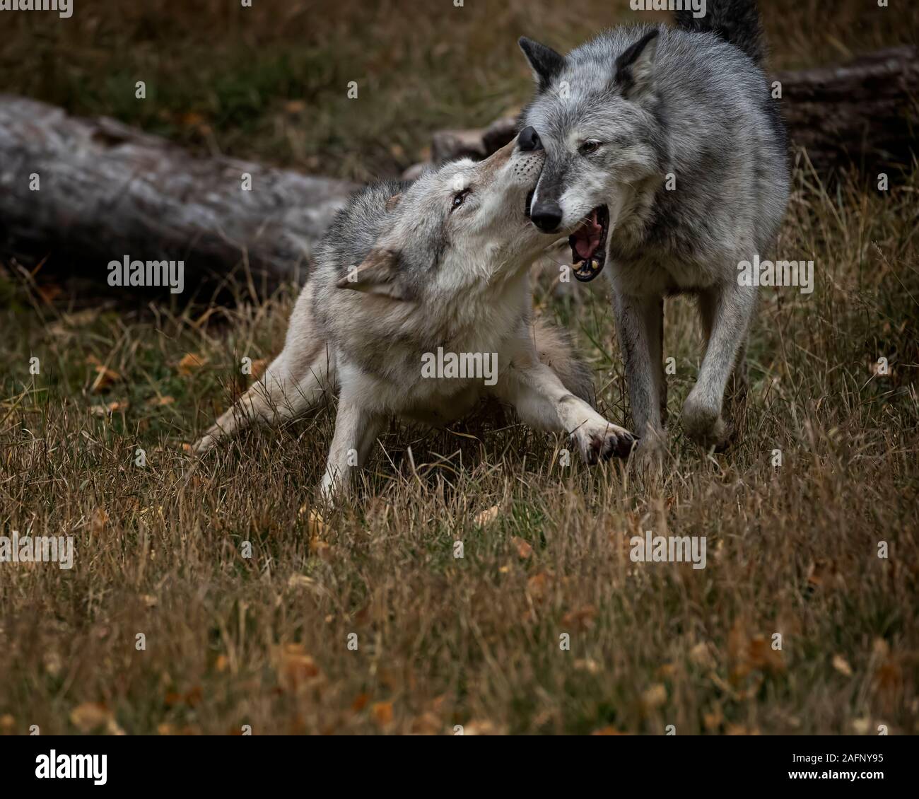 Wolf pack in fall colors Stock Photo - Alamy