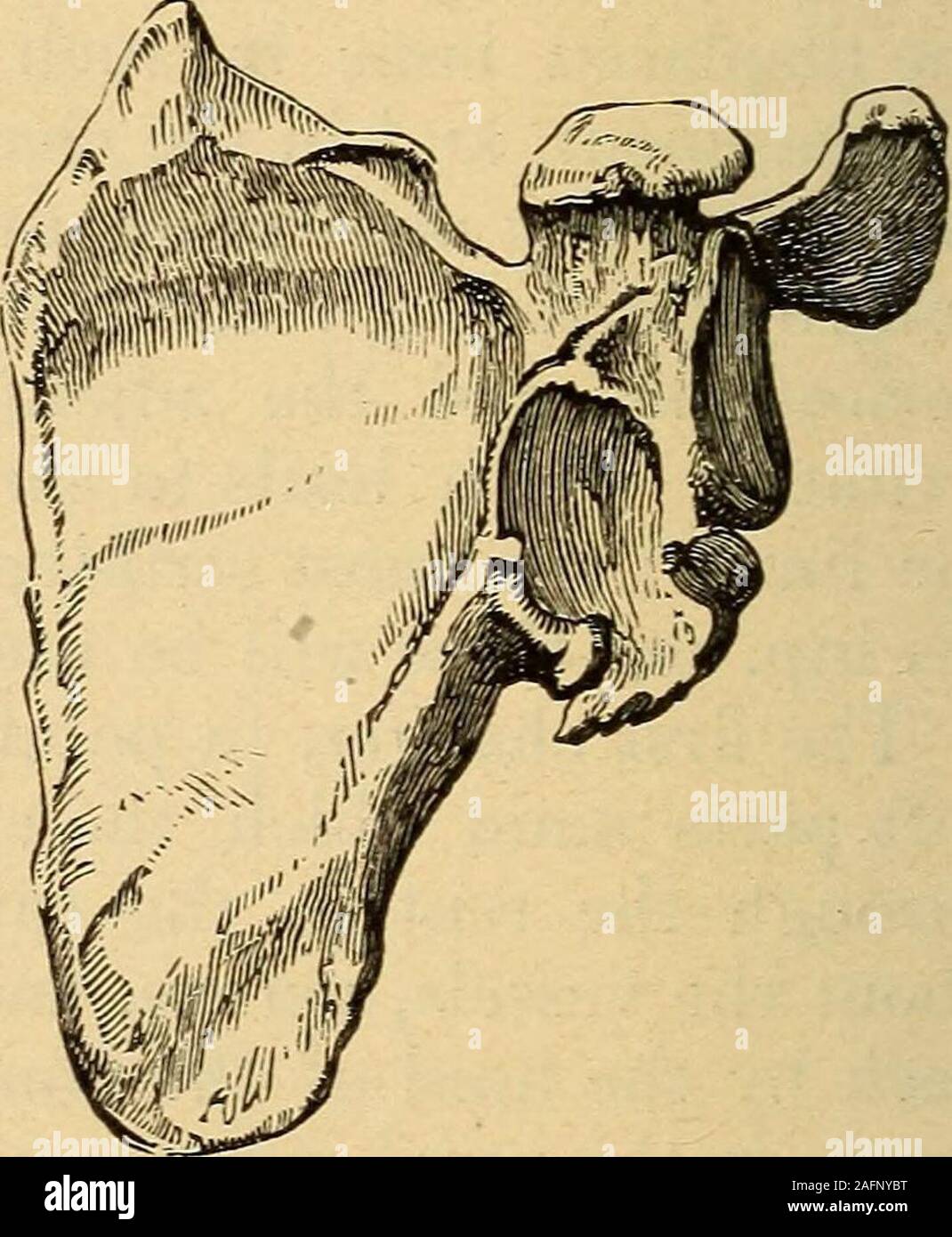 Cotyloid hi-res stock photography and images - Alamy