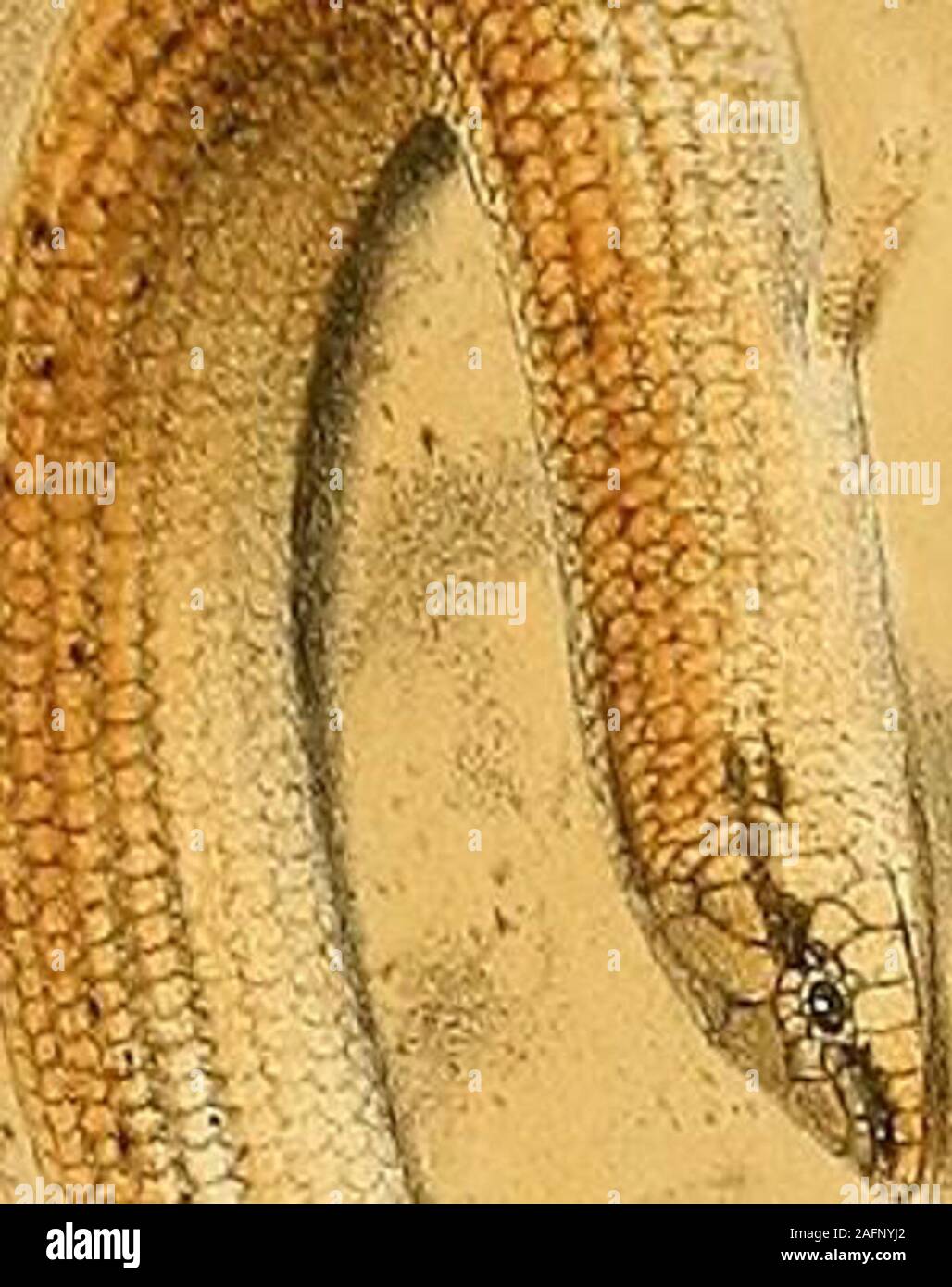 Snake like lizard hi-res stock photography and images - Alamy