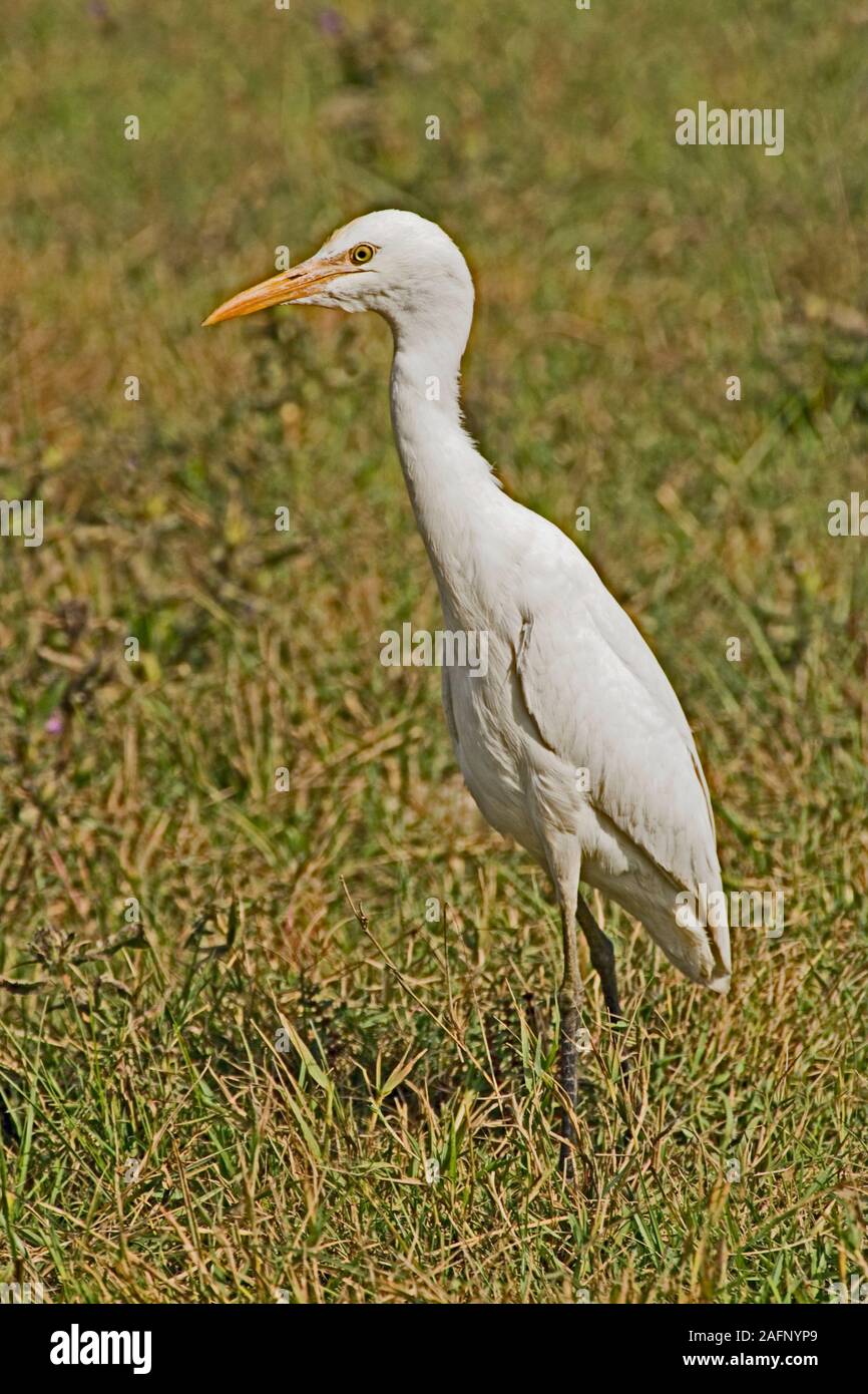 Indian white ibis hi-res stock photography and images - Alamy