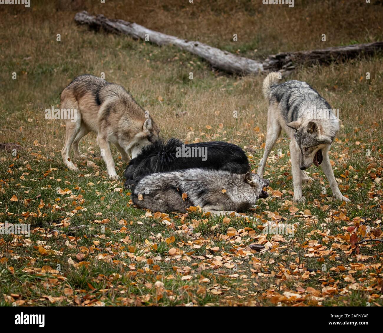 Wolf pack in fall colors Stock Photo - Alamy