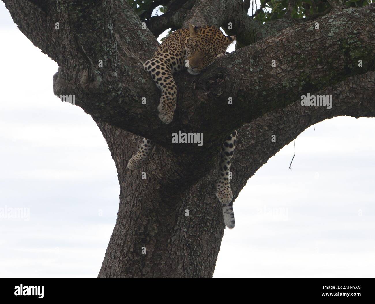 Leopard legs hi-res stock photography and images - Alamy