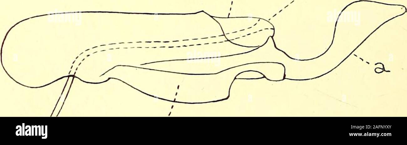 . Coleoptera : general introduction and Cicindelidae and Paussidae. Fig ...