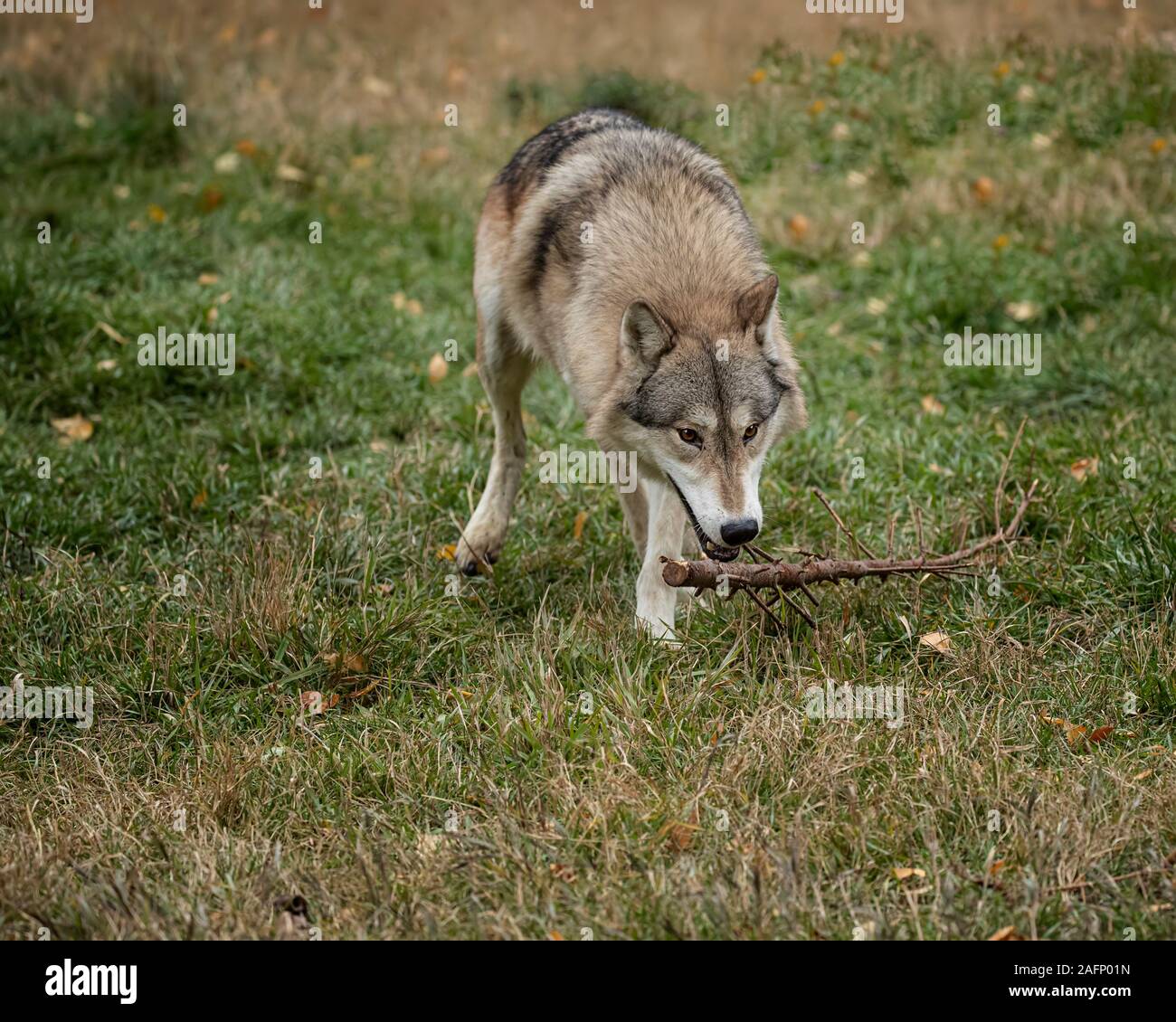 Wolf pack in fall colors Stock Photo - Alamy