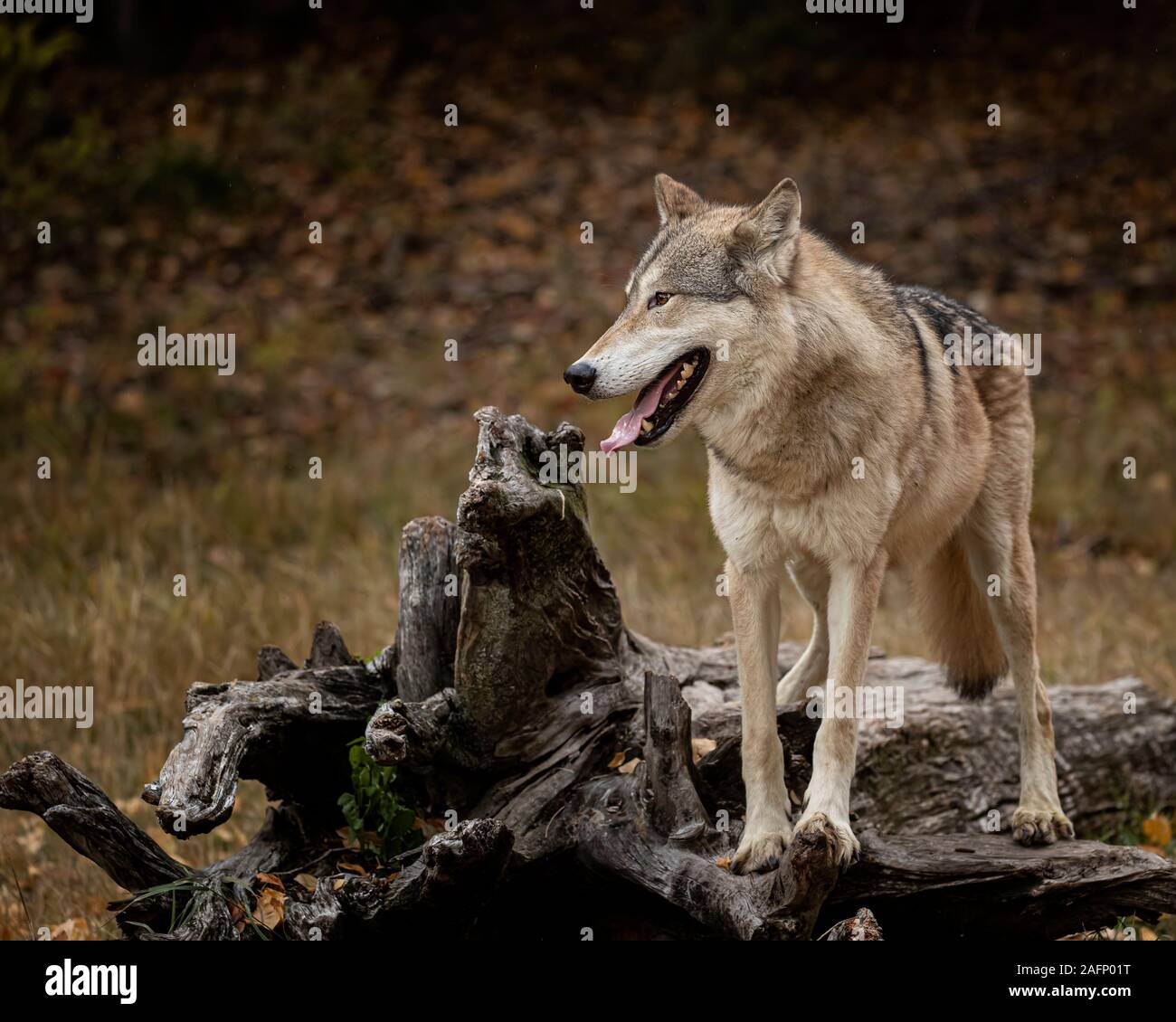 Wolf pack in fall colors Stock Photo - Alamy