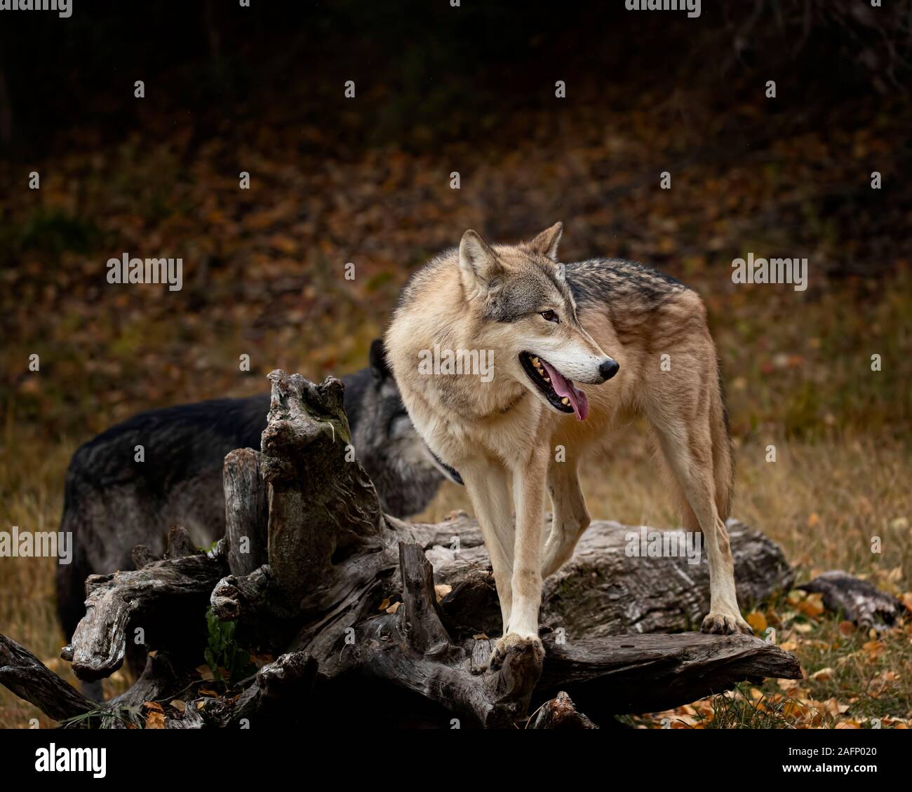 Wolf pack in fall colors Stock Photo - Alamy
