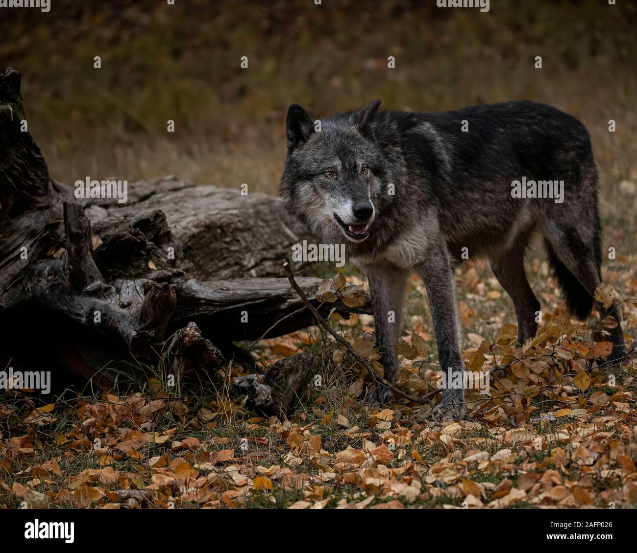 Wolf pack in fall colors Stock Photo - Alamy