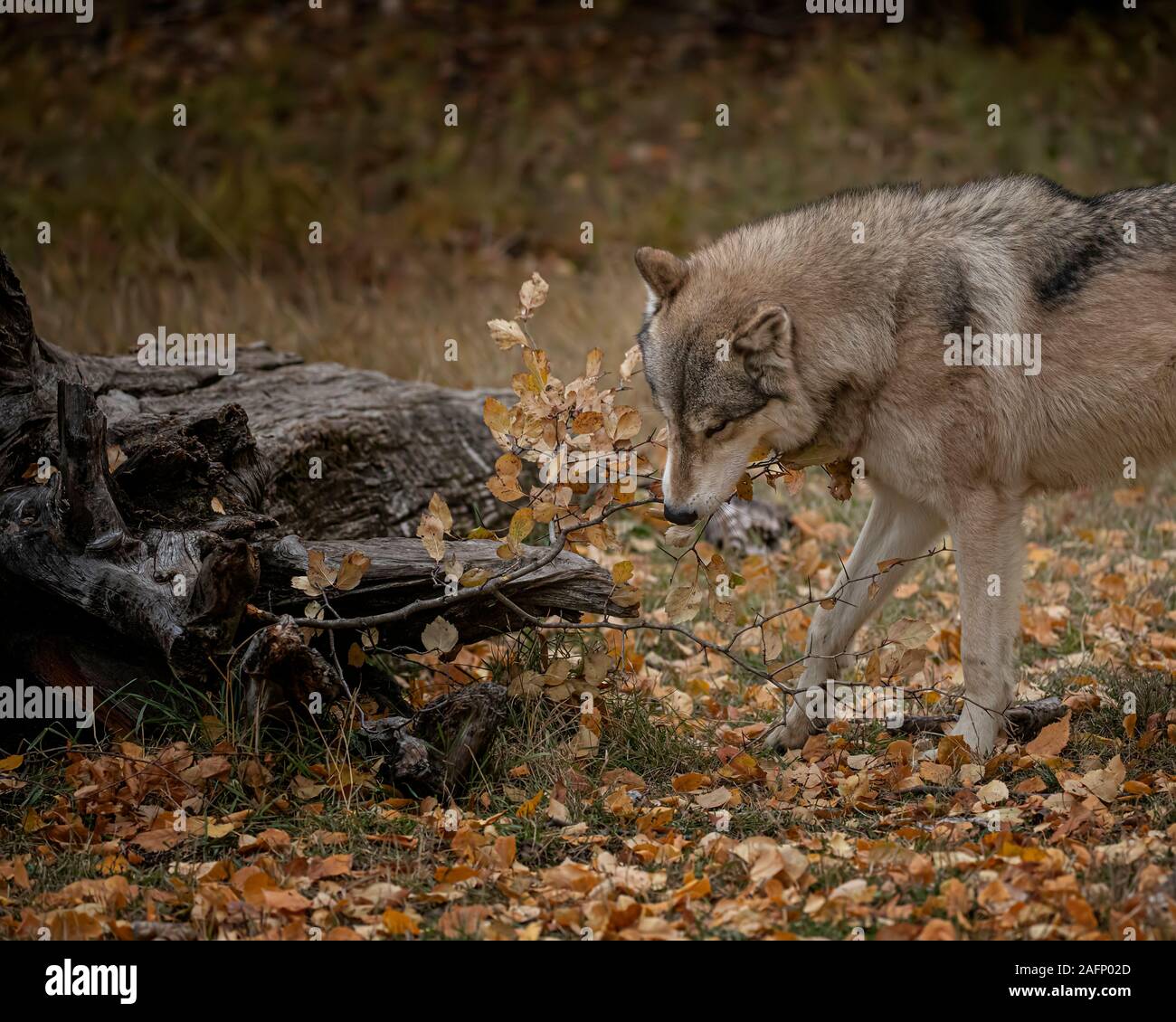 Wolf pack in fall colors Stock Photo - Alamy