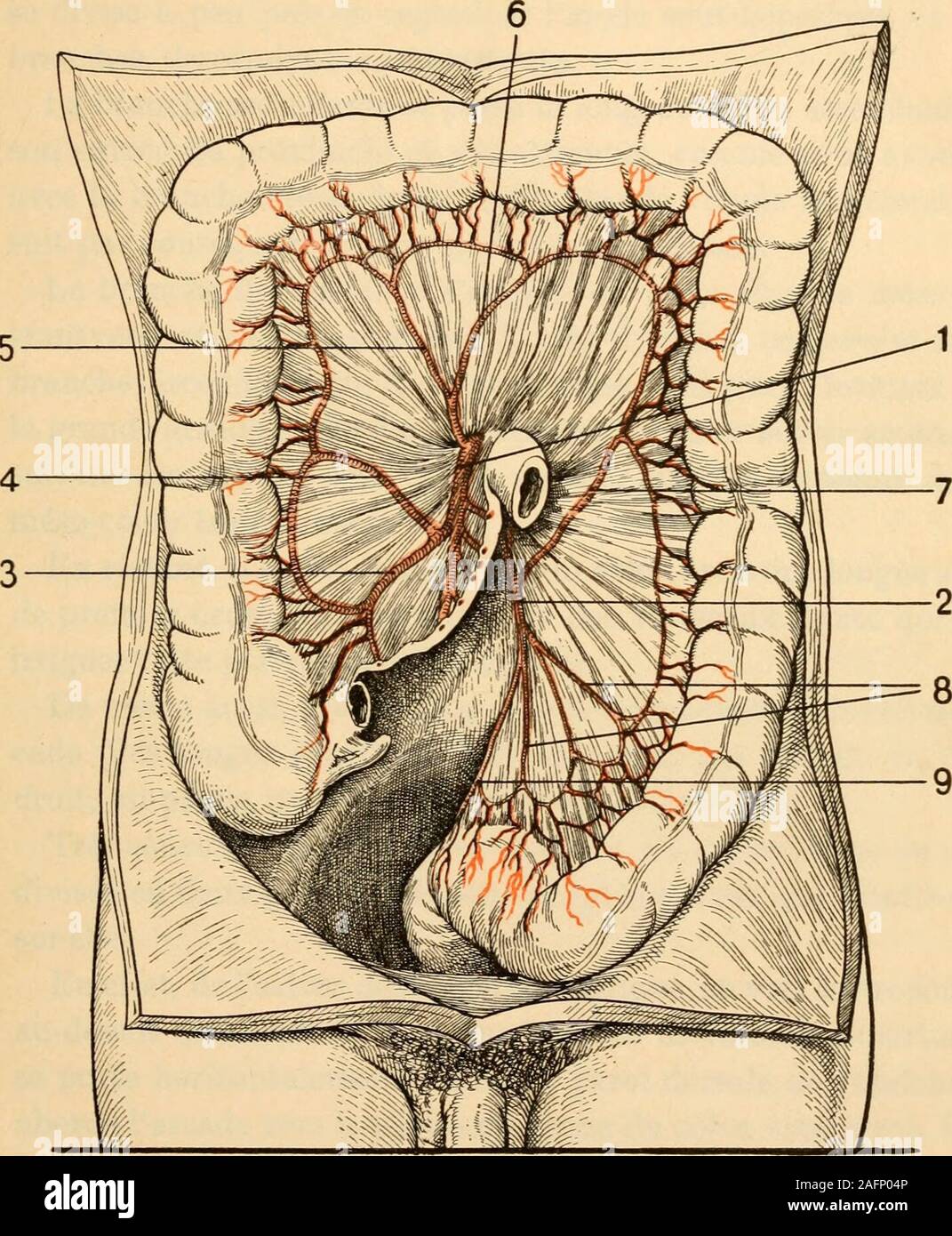 . Anatomie mÃ©dico-chirurgicale de l'abdomen. ¨re mÃ©sentÃ©rique supÃ ...