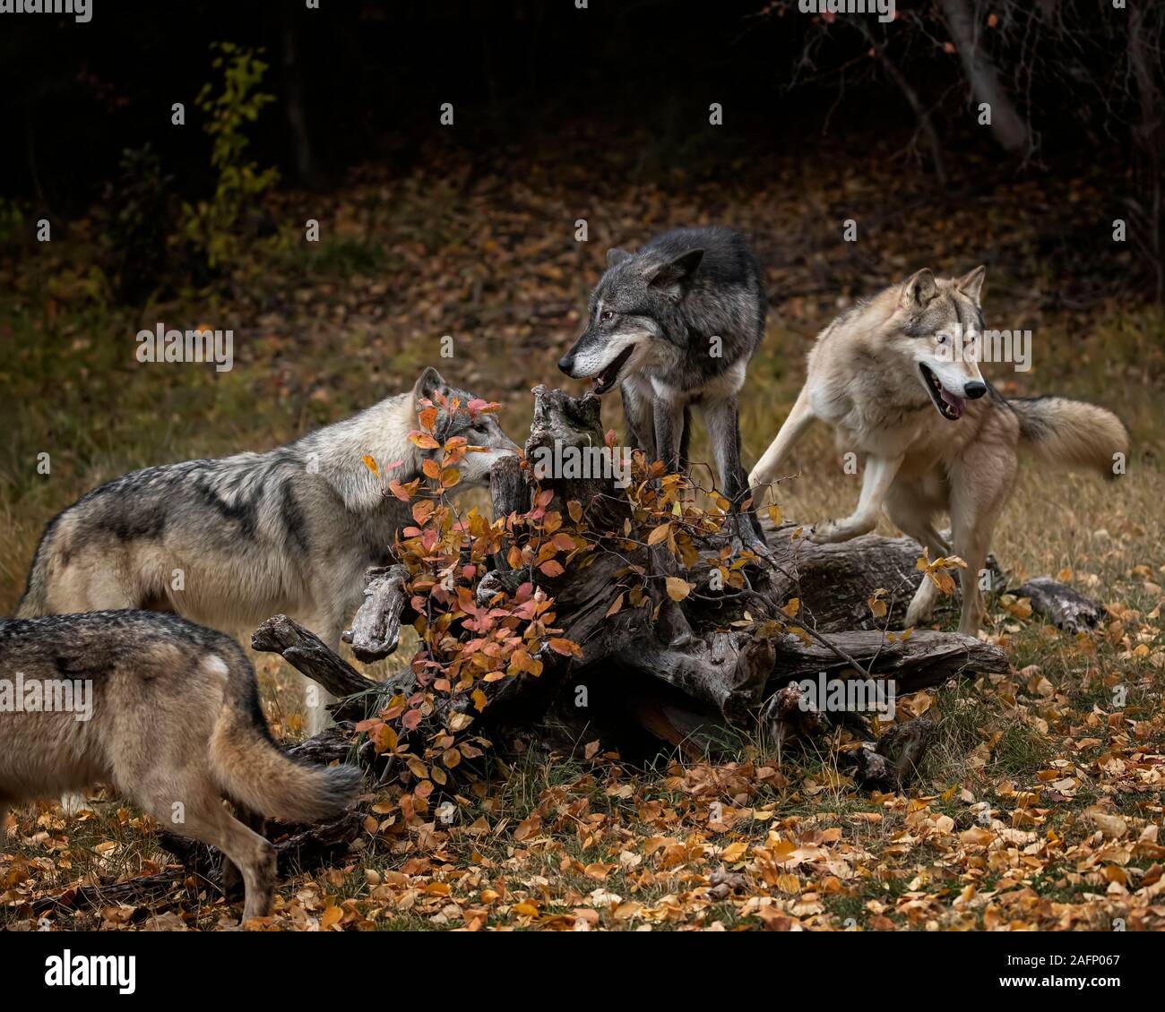 Wolf pack in fall colors Stock Photo - Alamy