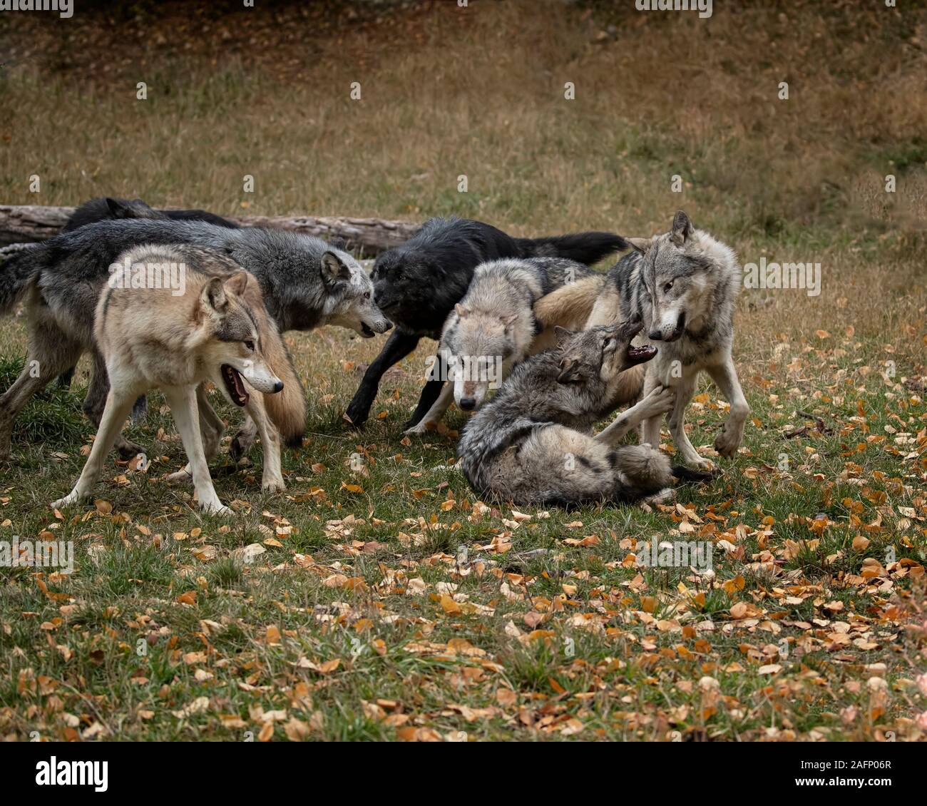 Pack animal cunning hi-res stock photography and images - Alamy