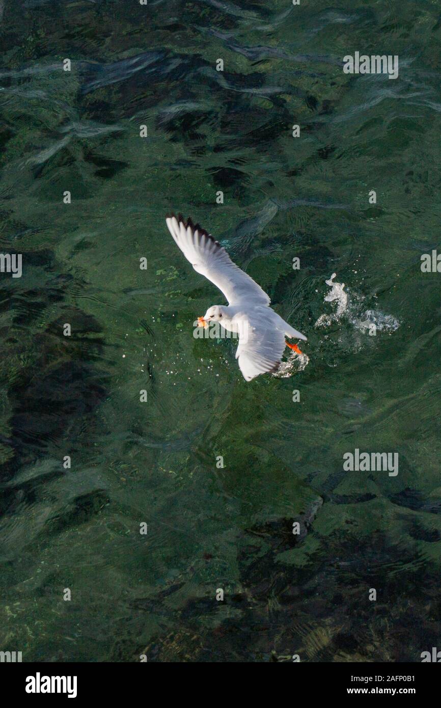 Seagull is seen over the sea water as sea bird Stock Photo - Alamy