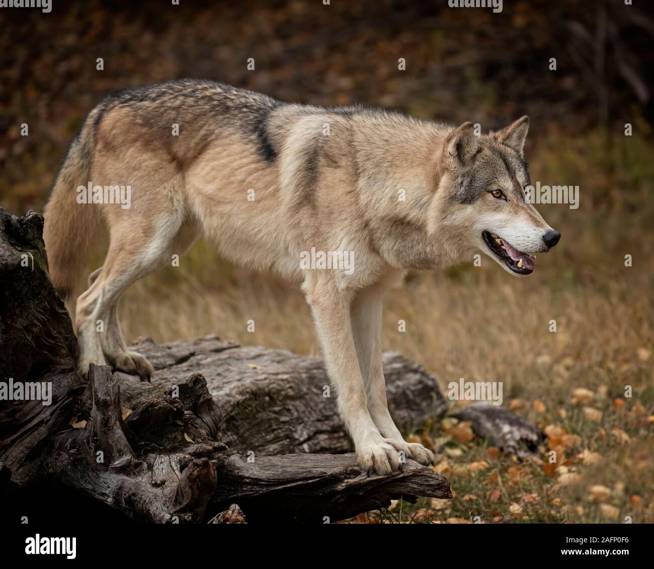 Wolf pack in fall colors Stock Photo - Alamy