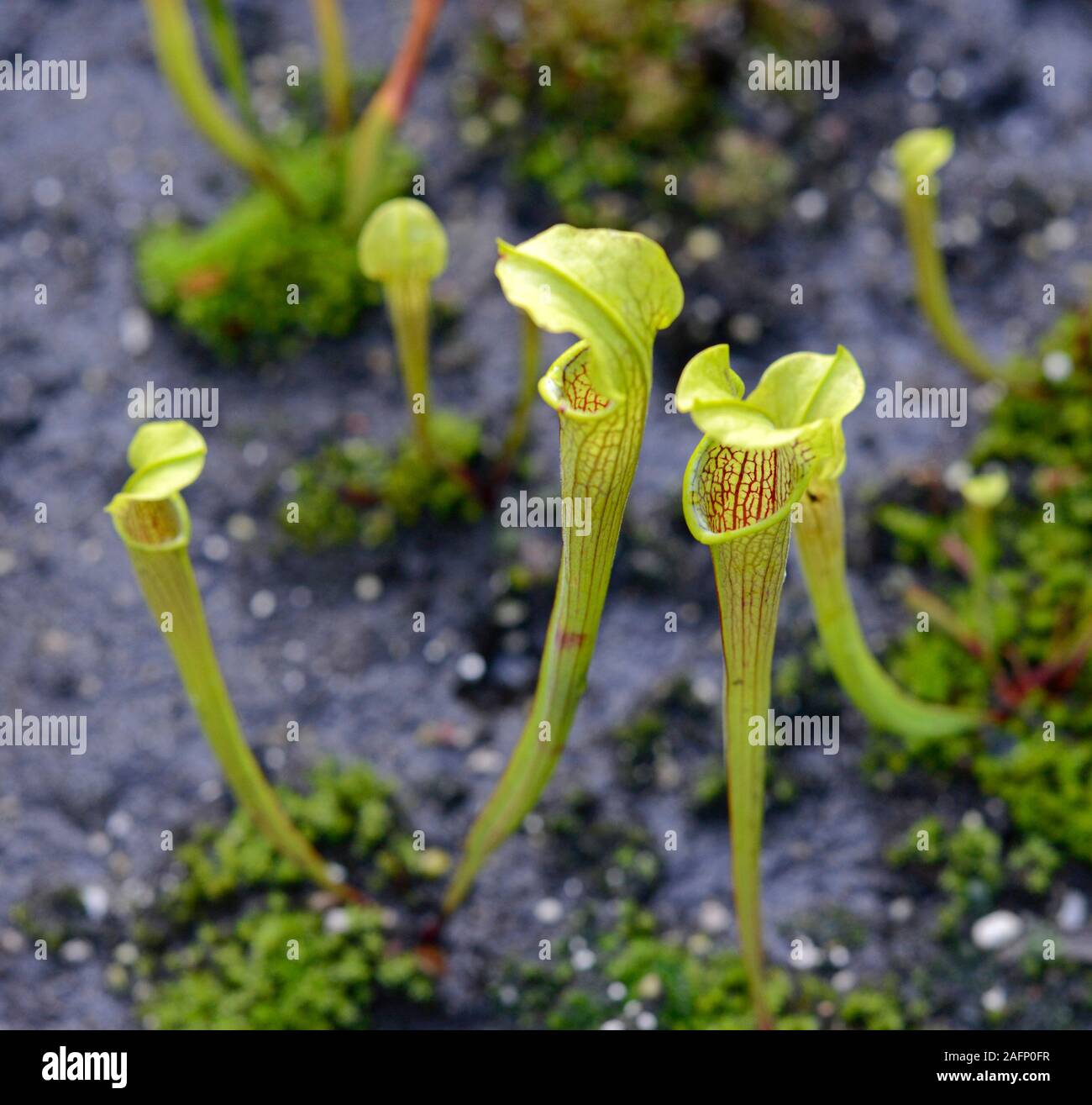 Trumpet pitcher plants hi-res stock photography and images - Alamy
