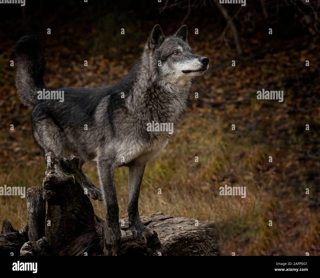 Wolf pack in fall colors Stock Photo - Alamy