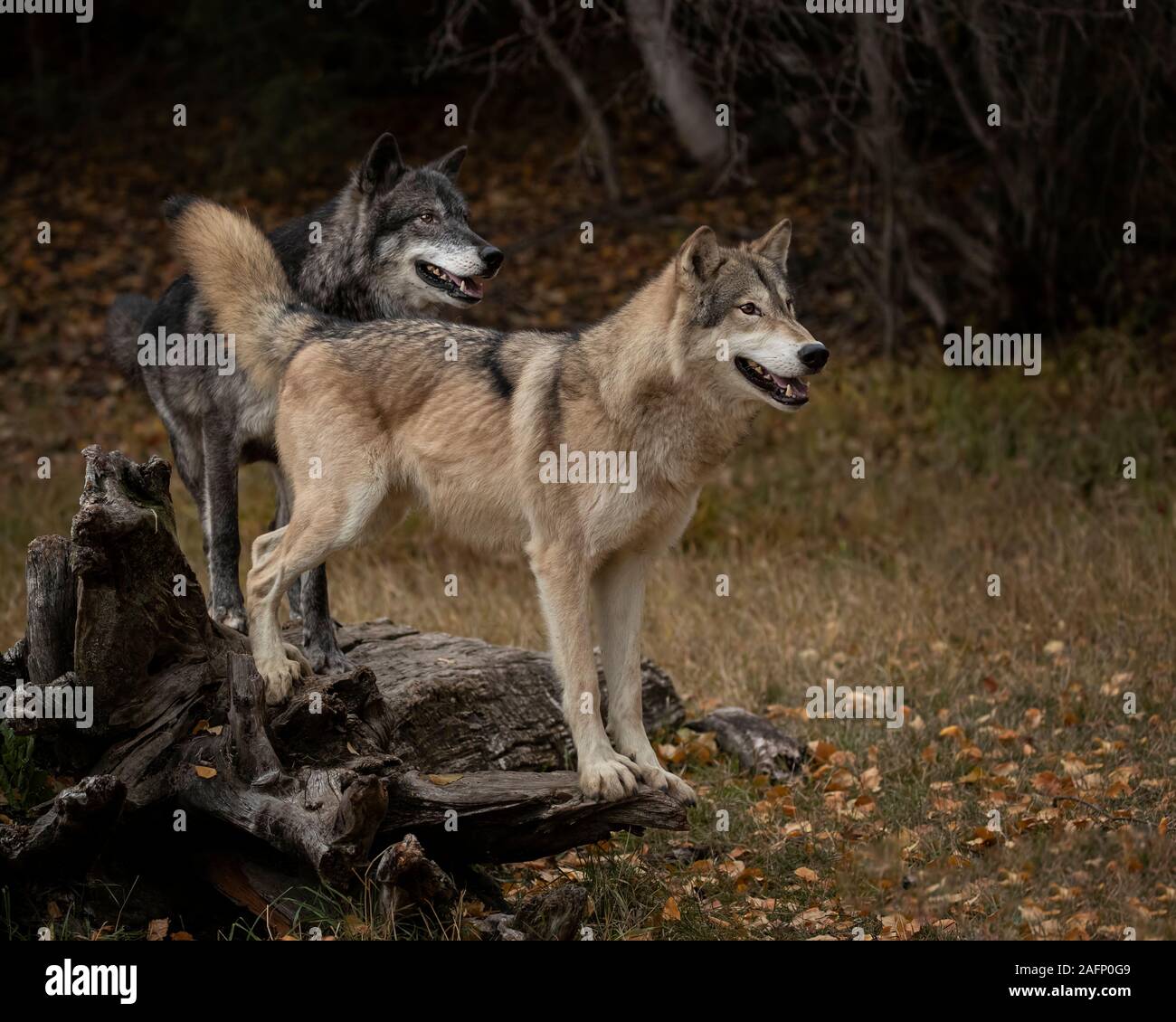 Wolf pack in fall colors Stock Photo - Alamy