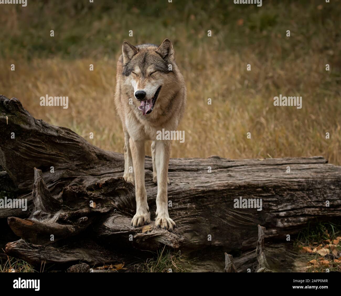 Wolf pack in fall colors Stock Photo - Alamy