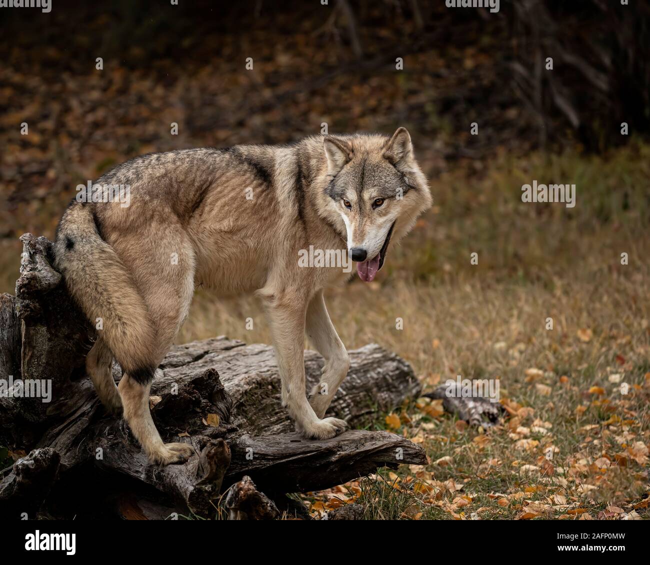 Wolf pack in fall colors Stock Photo - Alamy