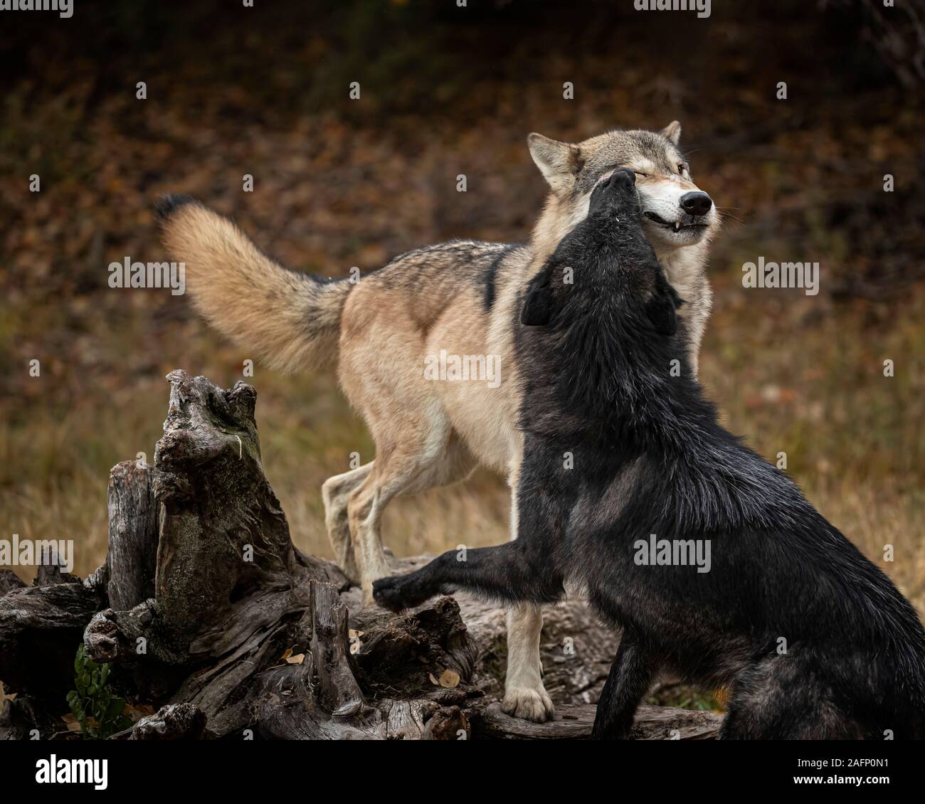 Wolf pack in fall colors Stock Photo - Alamy