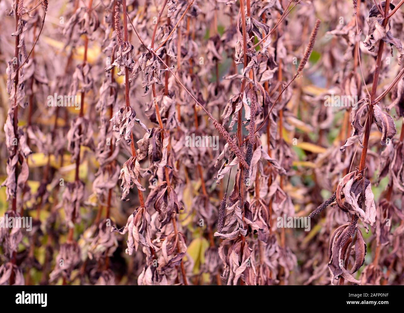 Oxford botanic garden plants hi-res stock photography and images - Alamy
