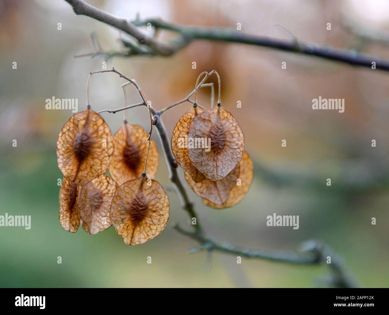 Seed pods on a tree hi-res stock photography and images - Alamy