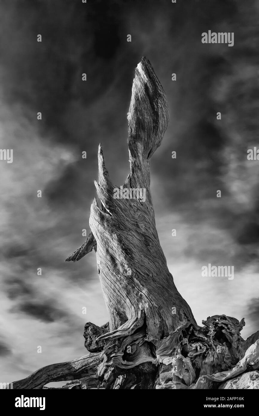 Old dead conifer tree against the sky, along the rim above Crater Lake ...