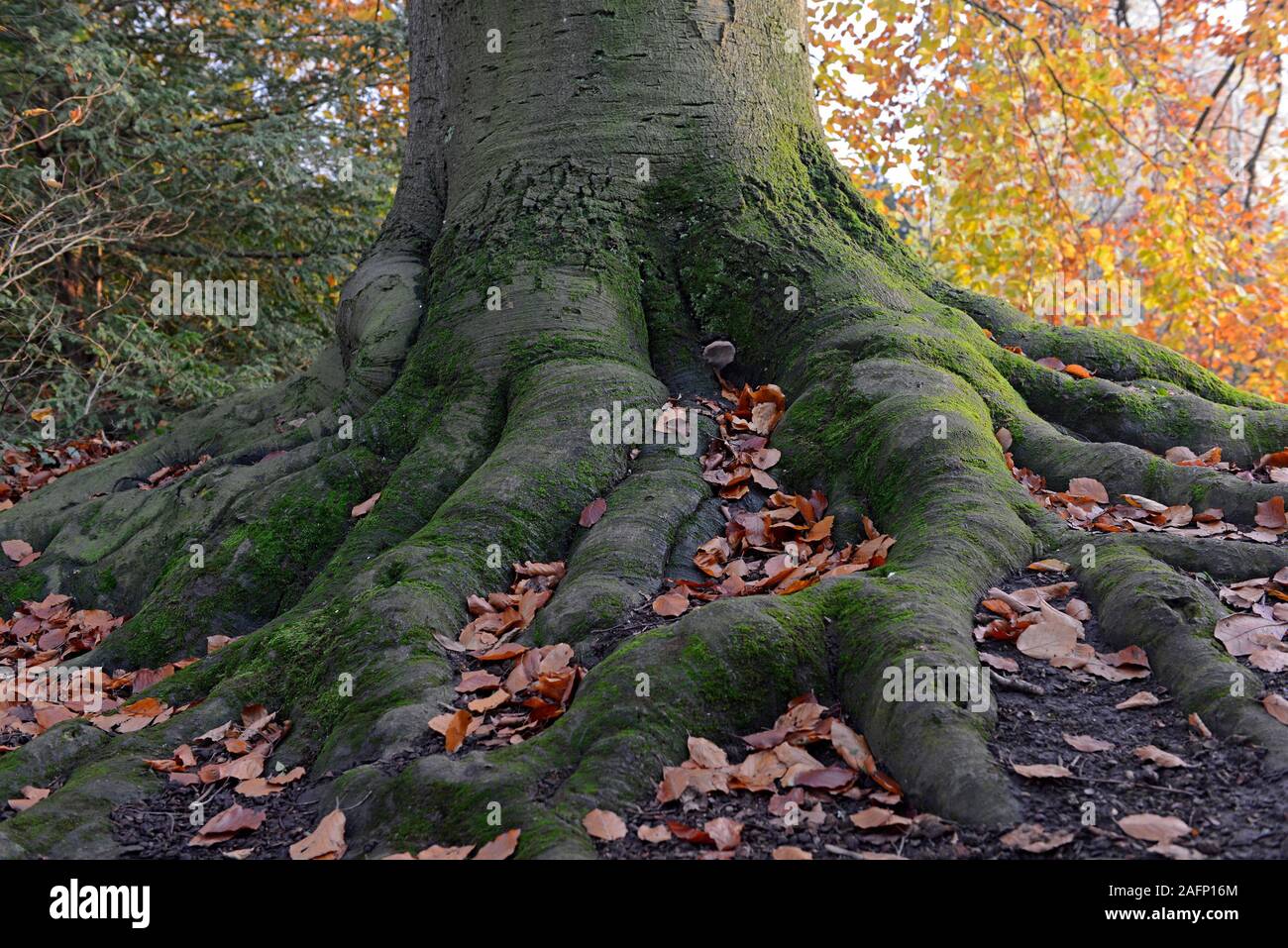 The trunk and roots of a large, old beech tree near Royal Crescent in ...