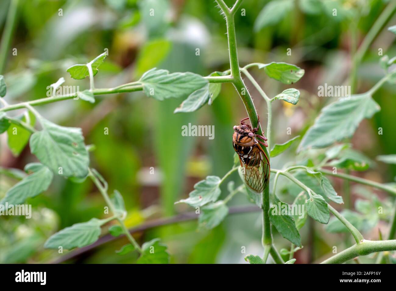 Locust shell hi-res stock photography and images - Alamy
