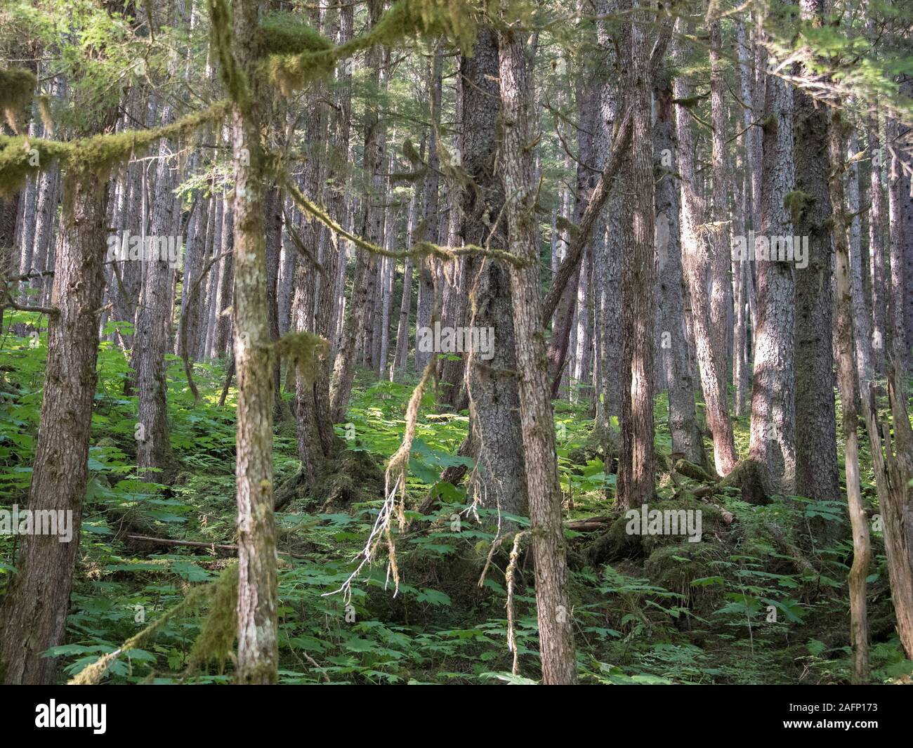 Western hemlock tree trunk hi-res stock photography and images - Alamy